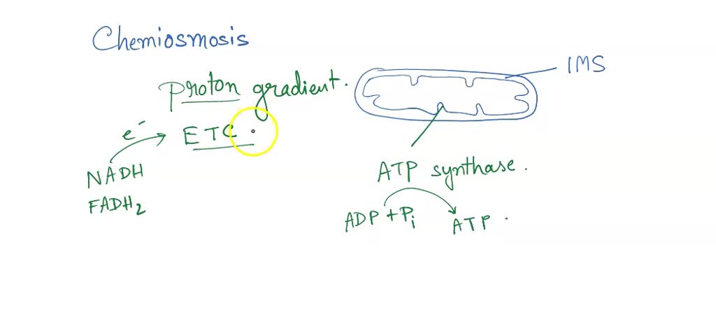 SOLVED: There are two isozymes of acetyl-CoA carboxylase, ACC1 and ACC2 ...