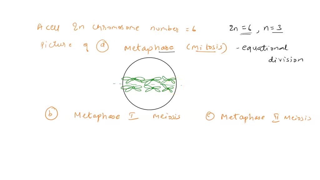 SOLVED: 1. Diagram the chromosomal arrangement and appearance of cell ...