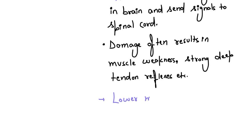 SOLVED: Gamma Motor Neuron: Lower Motor inal cord and specifically the ...