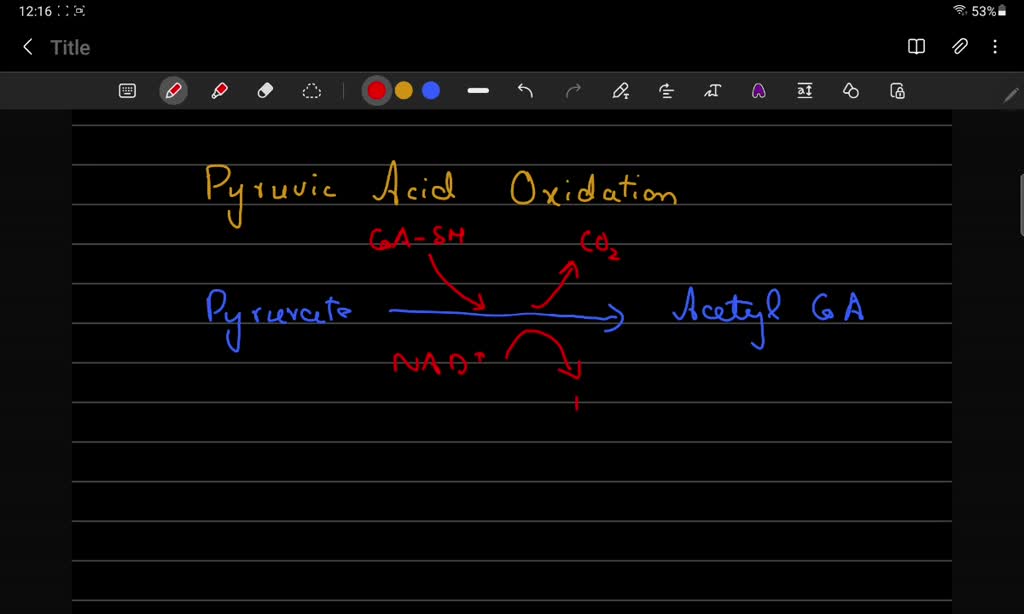 SOLVED: What happens during pyruvate oxidation?A Pyruvate is formed.B ...