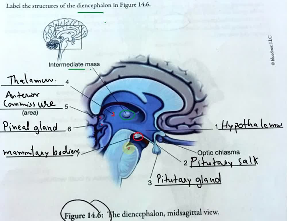 SOLVED: Exercise 5: The Diencephalon Label the structures of the ...
