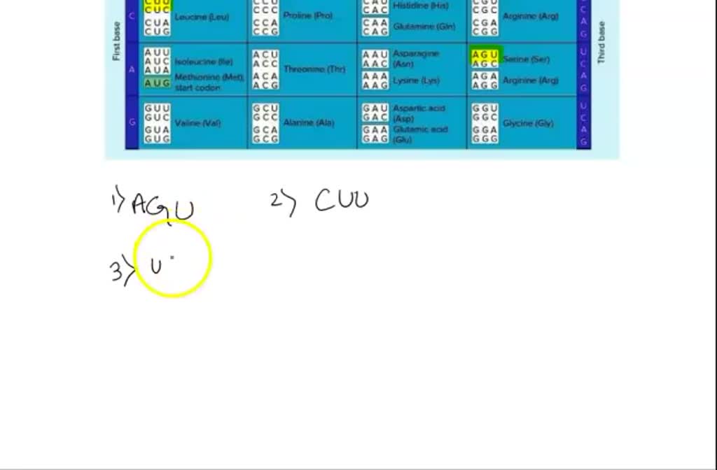SOLVED: Second base UUU Phenylalanine UU (Phe) UU Leucine (Leu) 88 ...