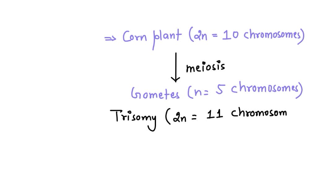 SOLVED: A normal corn plant is diploid and carries 10 chromosomes per ...