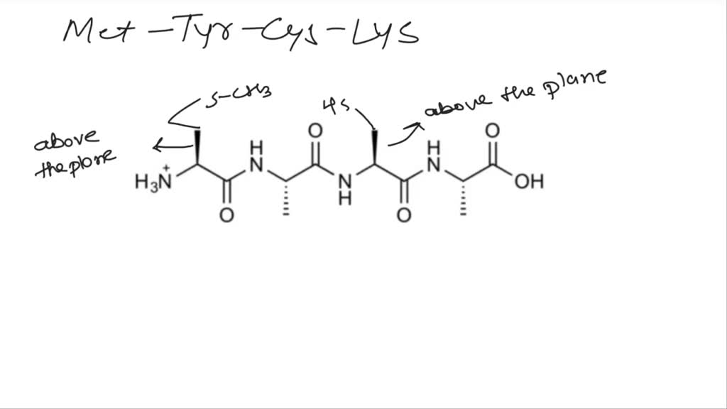SOLVED: Draw the tetrapeptide structure for the following amino acid ...