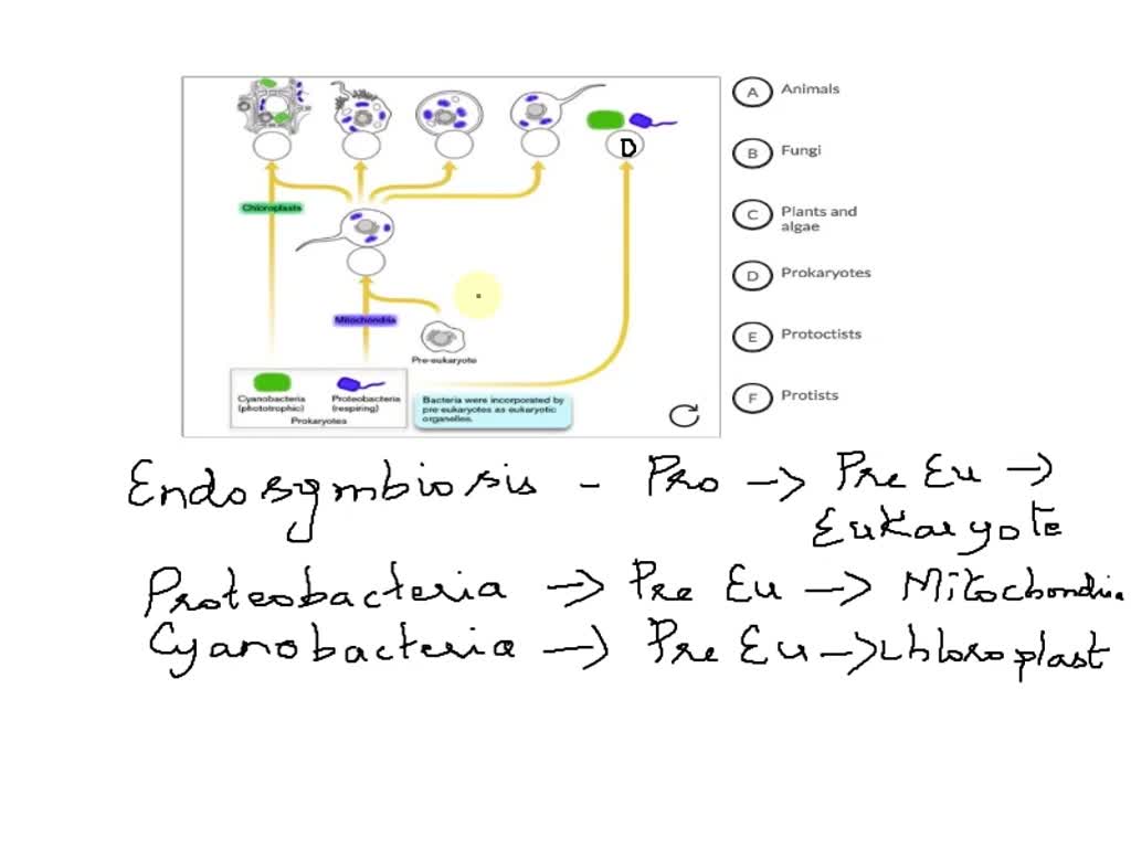 SOLVED: Text: Label the cells to correctly depict the endosymbiosis ...