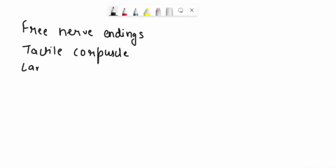 Drag the function of the somatic sensory pathway to its...