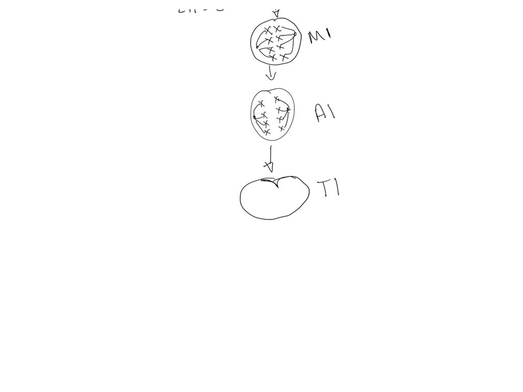 SOLVED: plant X has 2n =8 chromosome? sketch the various stages of ...
