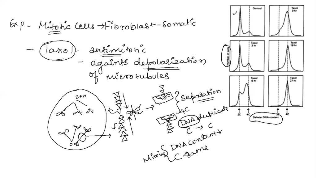 SOLVED: Q11: The figure A below shows the flow cytometry chart of Hela ...