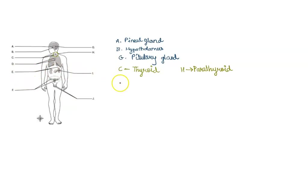 SOLVED: Lab 11 Fetal Pig III Label the endocrine glands and complete ...