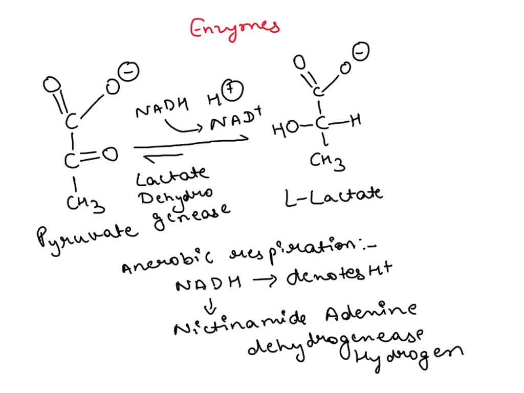 SOLVED: In the reaction pyruvate longrightarrow lactate that is ...