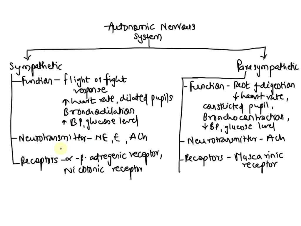 SOLVED: Make a mind map for the structure and function Autonomic Nervous System. Make sure to ...