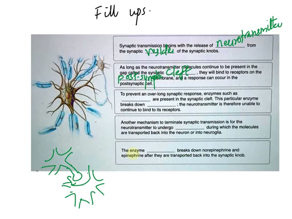 SOLVED: Complete the sentences describing how synaptic transmission is ...