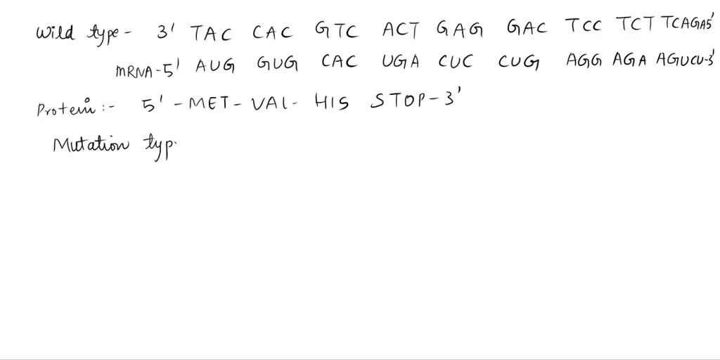 SOLVED: 3'-TAC CAC GTG GAC TGA GGA CTC CTC TTC AGA-5' Wild type mRNA ...