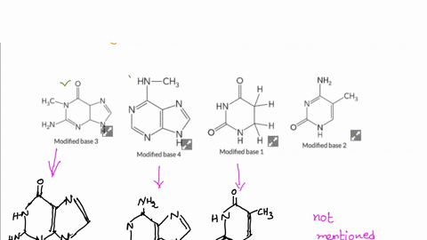 ail trna molecules contain modified bases these modifications occur ...