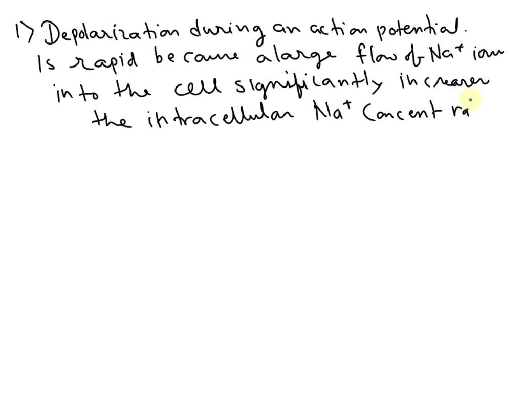 SOLVED: The repolarization of an action potential is due to rapid ...