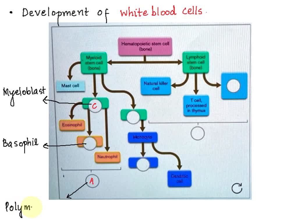 SOLVED: The figure below illustrates the development of white blood ...
