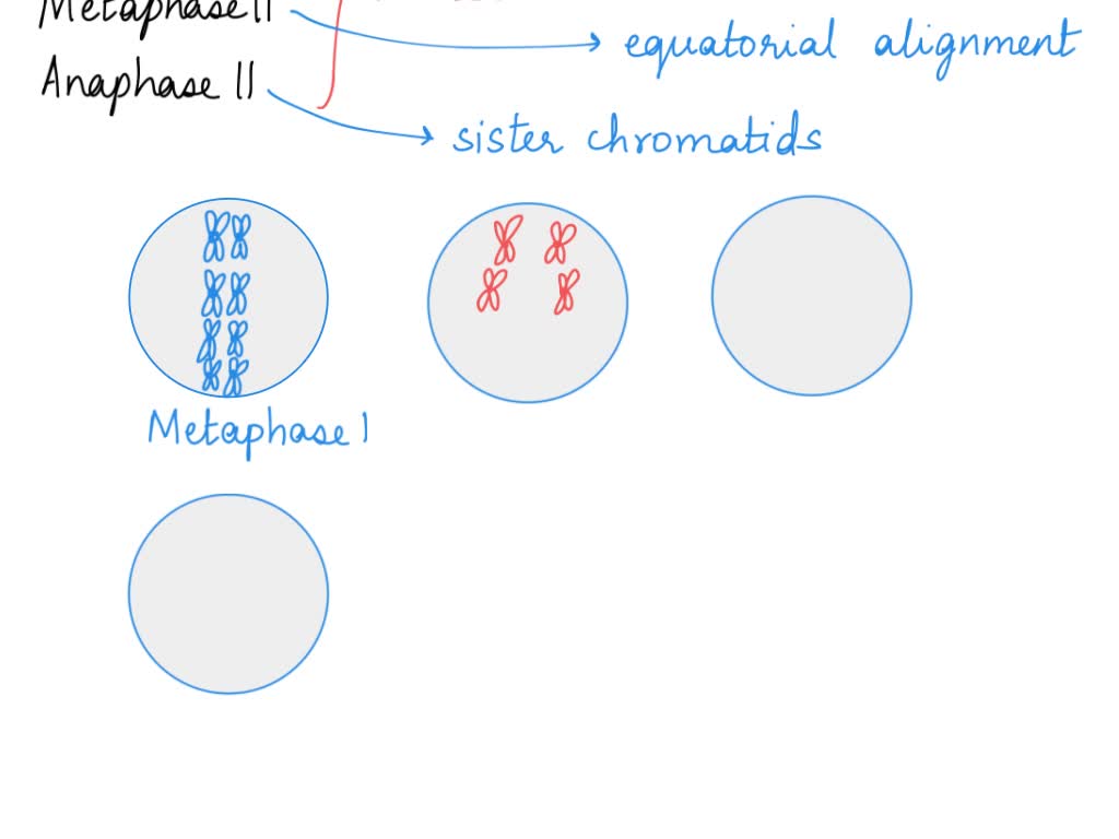 SOLVED: For a cell that is 2N = 8 chromosomes, draw the chromosomes ...