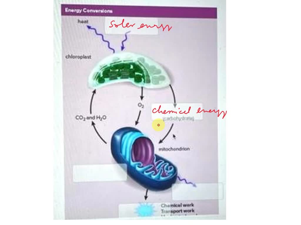 SOLVED: Texts: 1. Flow of energy graphic Label the image below to ...