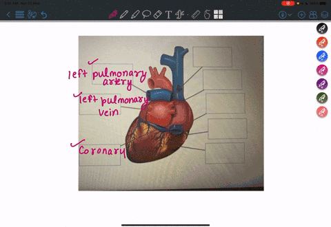 aorta pulmonary arteries vena cava from upper body pulmonary veins dit ...
