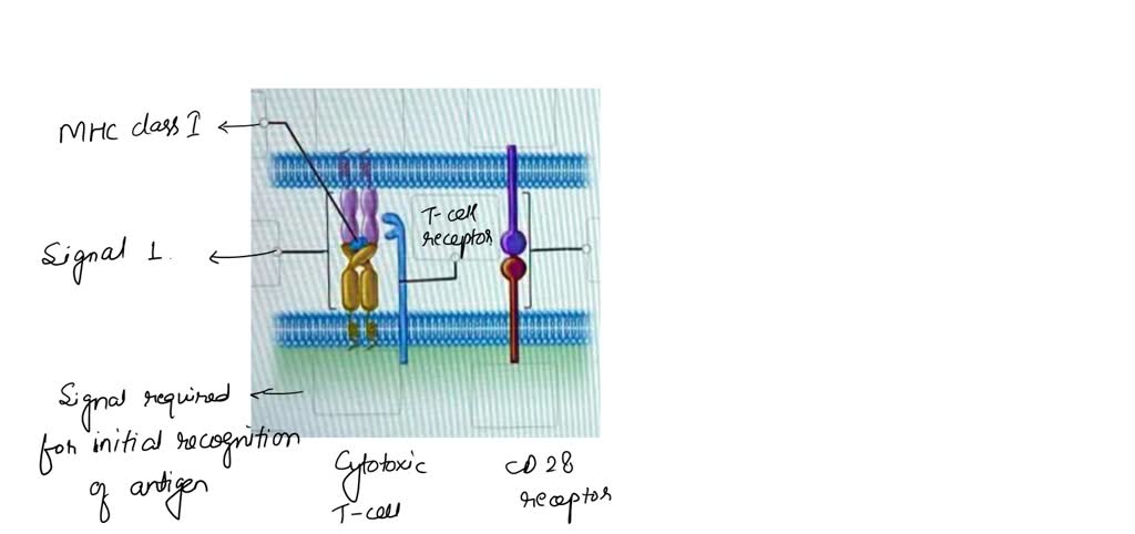 SOLVED: Label the diagram showing the interactions that occur between T cells and antigen ...