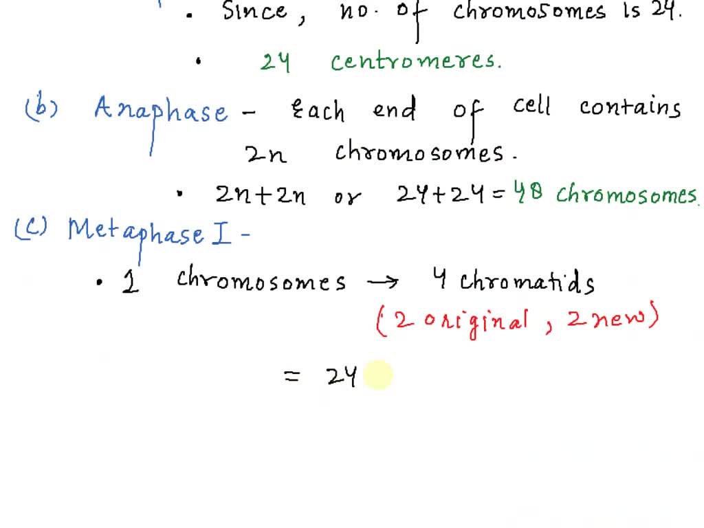 SOLVED: In Coleus, the somatic cells are diploid with 24 chromosomes ...
