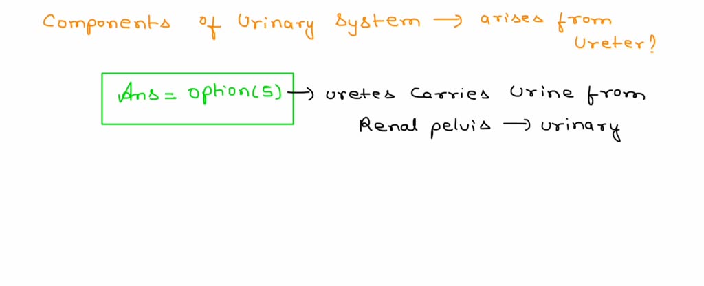 SOLVED: the following elements of the completely developed urinary ...