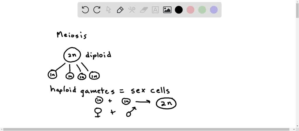 Solved How Is Meiosis Related To Sexual Reproduction A Meiosis Allow The Offspring Produced