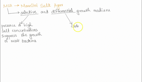 mannitol salt agar colonies 1 macconkey agar colonies 2 mannitol salt ...