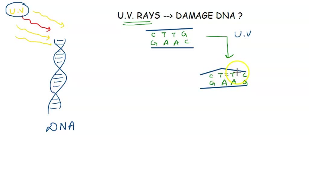 SOLVED: QUESTION 10 Ultraviolet light damages DNA by causing thymine ...