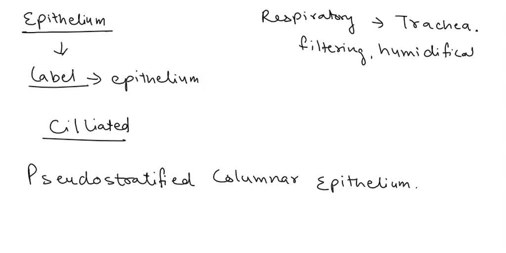 SOLVED: MICROSCOPY · EPITHELIAL TISSUE HISTOLOGY INTRODUCTION LABORATORY SIMULATION Labels ...