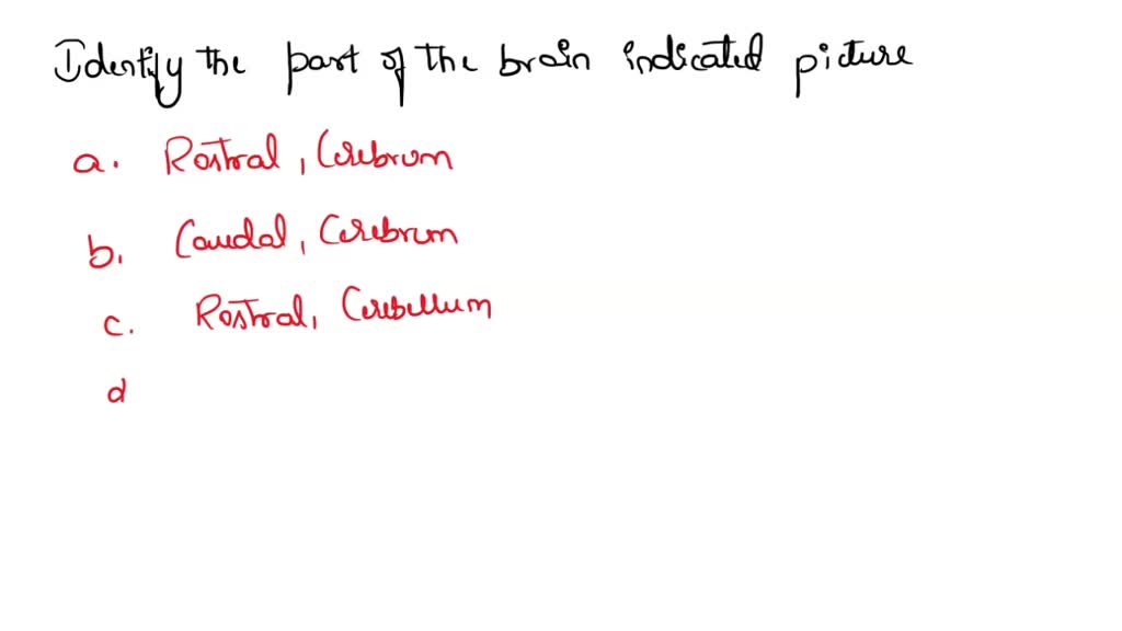 SOLVED: Embryologically, the brain arises from the rostral end of a ...