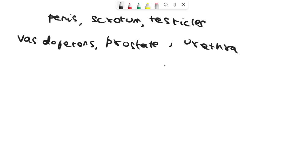 Solved Which Are Functions Of The Male Reproductive System Select All That Apply Check All 