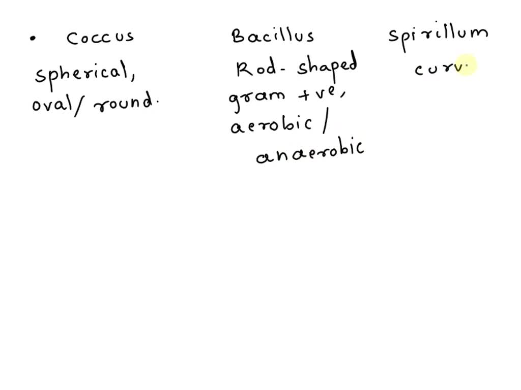 SOLVED: Sketch the three main bacterial shapes: Coccus Bacillus Spirillum