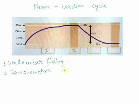 18 HW abeling Activity: Figure 18.17 Drag the appropriate labels to ...