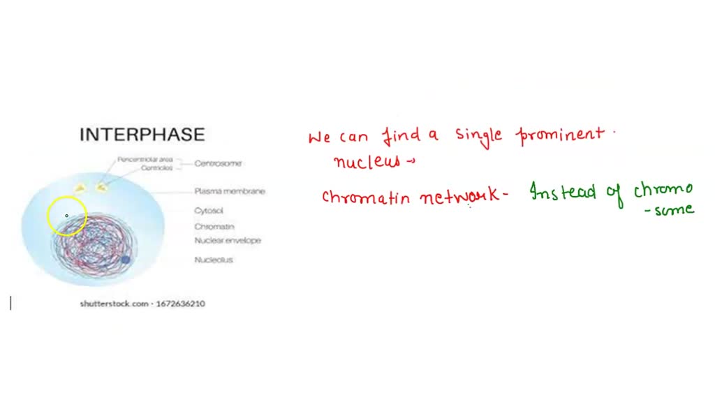 SOLVED: How can you VISUALLY determine whether a cell is in interphase ...