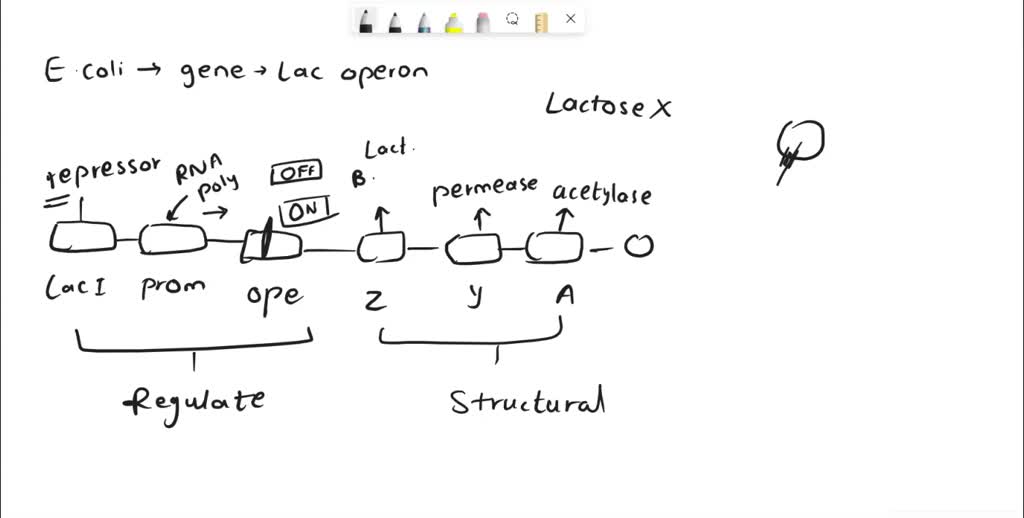 SOLVED: mutation in the lacZ gene mutation in the lacY gene mutation in ...