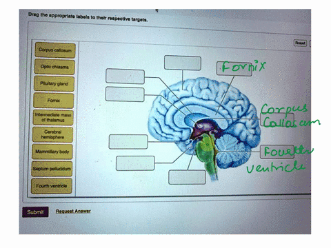 drag the appropriate labels to their respective targets rese ...