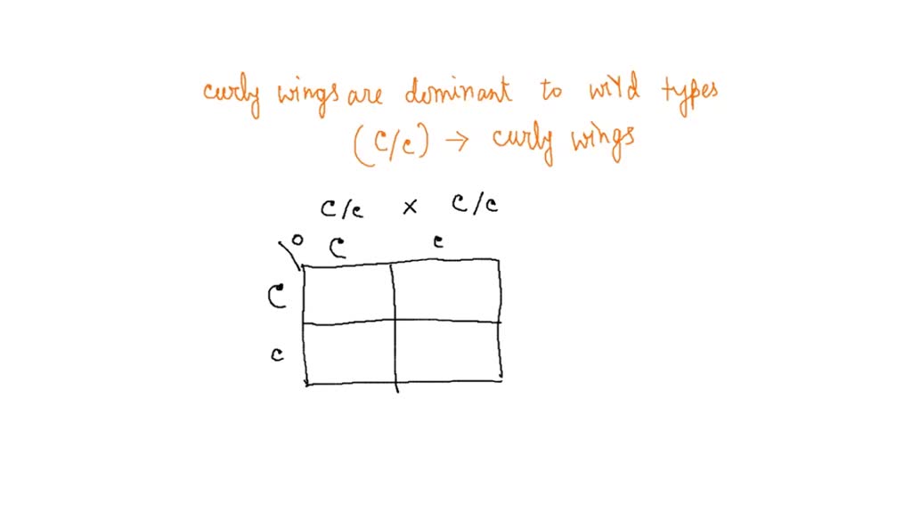 SOLVED: Curly wings is a naturally occurring mutation in the fruit fly ...