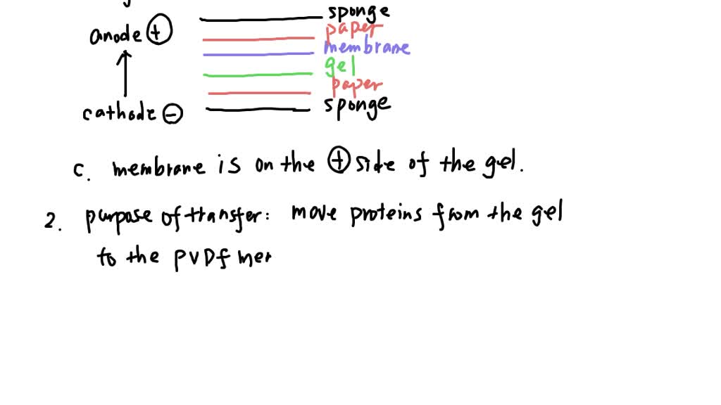 SOLVED: When setting up the “sandwich” for transfer, how should your ...