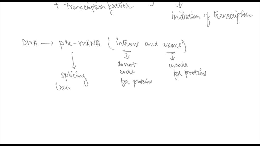 SOLVED: You are studying a eukaryotic gene whose initial transcript is ...