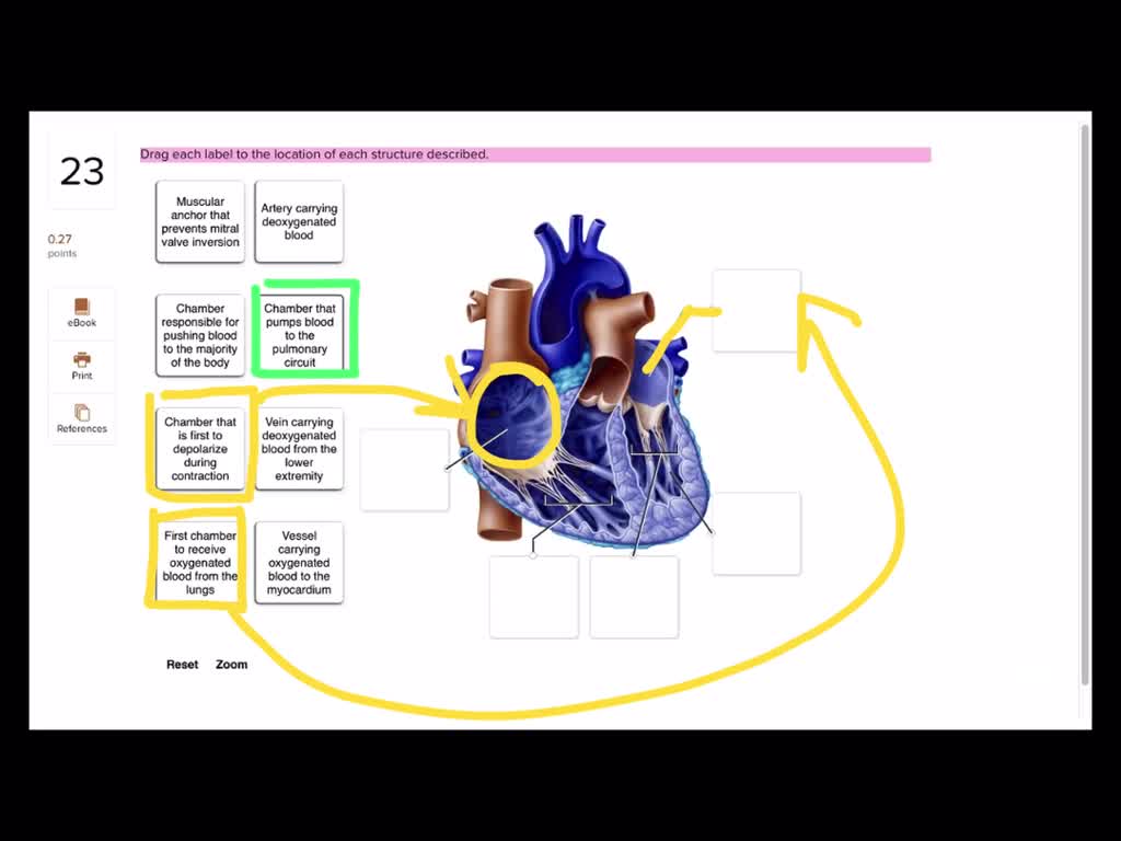 SOLVED: Drag each label to the location of each structure described. 23 Muscular anchor that ...