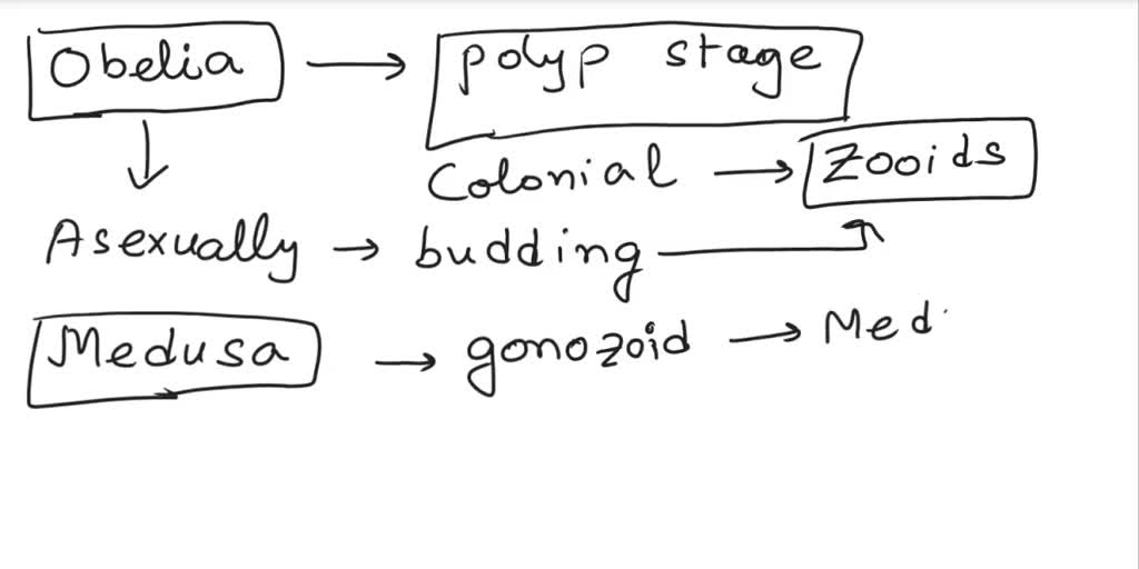 SOLVED: - Discuss the life cycle of Obelia. What are zooids? - Discuss ...