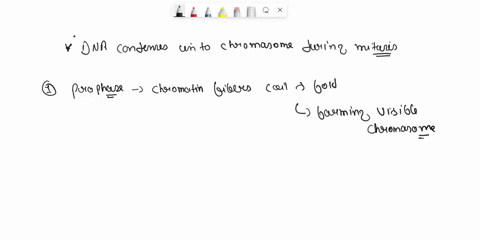 In which process does dna condenses into chromoses mitosis...