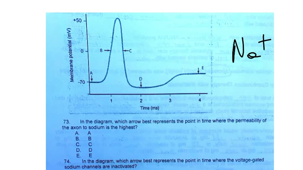 SOLVED: An action potential Overshoot Rising Falling Membrane potential ...