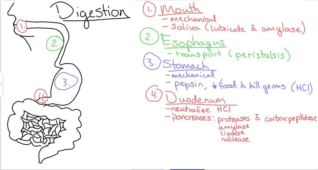 SOLVED: Describe the movement of food through the digestive system ...