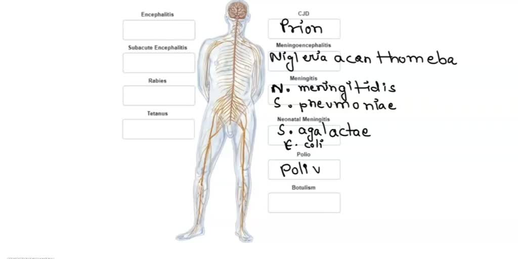 Label the image by placing the correct causative agents below each of ...