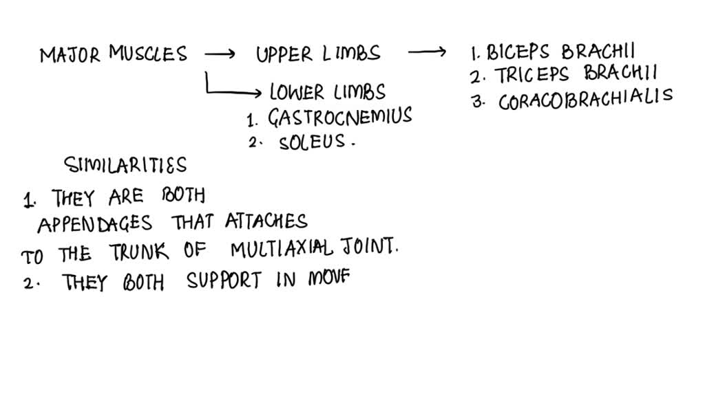 Evaluate the major muscle groups of the upper and lower limbs and ...