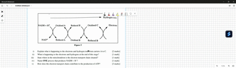 the diagram is a schematic representation of the electron transport ...