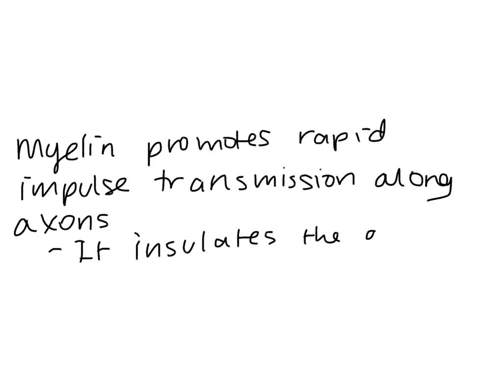 SOLVED: What is meant by the term The myelin sheath speeds up the rate ...