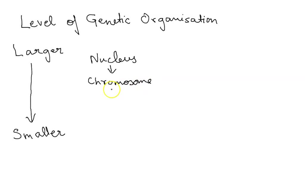 SOLVED:'Which of the following arrangements lists the structures from largest to smallest ...